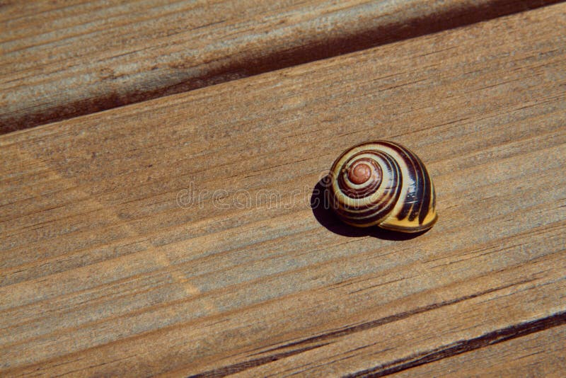 Snail Shell on Wooden Board. Top View Stock Photo - Image of snail ...
