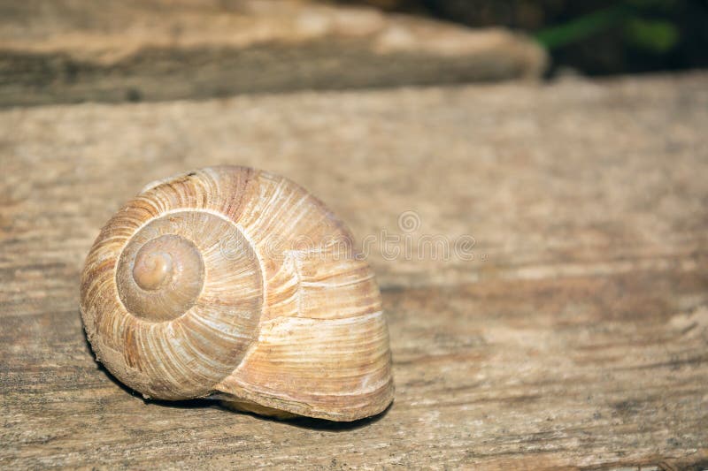 Snail with a Shell on a Wooden Surface Stock Image - Image of beach ...