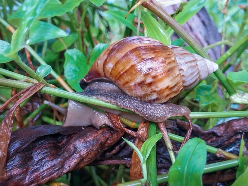 A Snail is a Shelled Gastropod Stock Image - Image of animal, gastropod ...