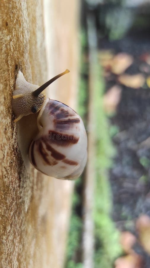 A Snail is a Shelled Gastropod Stock Image - Image of shelled, snail ...
