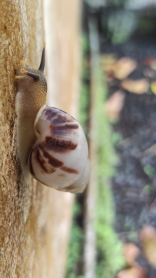 A Snail is a Shelled Gastropod Stock Photo - Image of snail, wall ...