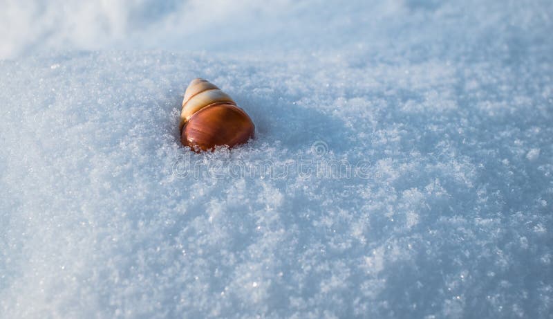 Snail shells on snow stock image. Image of snail, xmas - 16996869