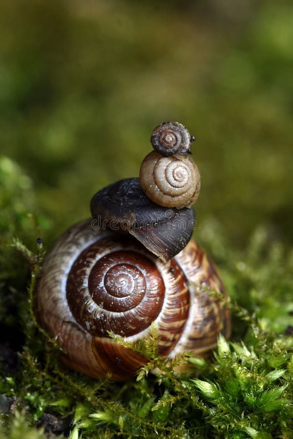The snail shells stock image. Image of high, together - 29064397