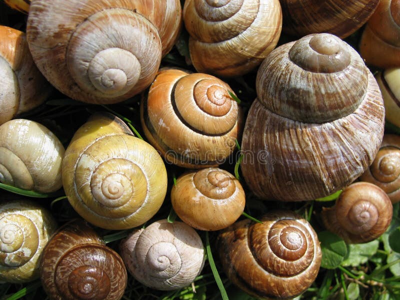 Snail shells stock photo. Image of snail, close, abstract - 434128