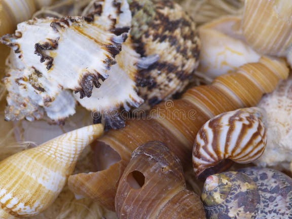 Snail shells stock image. Image of snail, animal, shell - 7619445