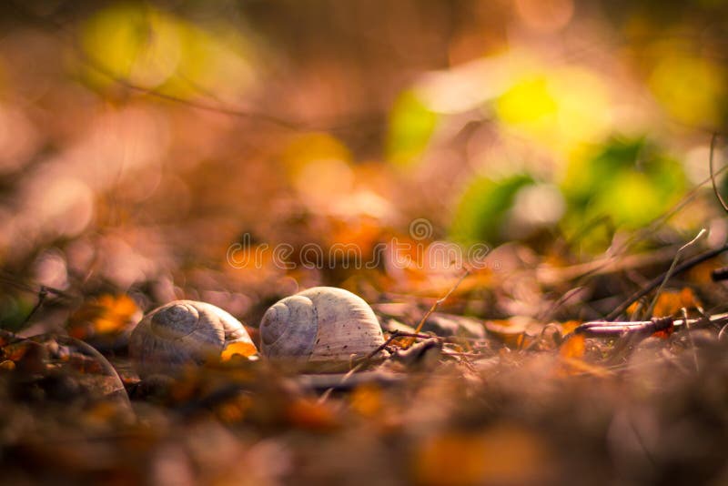 Snail Shells on Autumn Background Stock Photo - Image of environmental ...