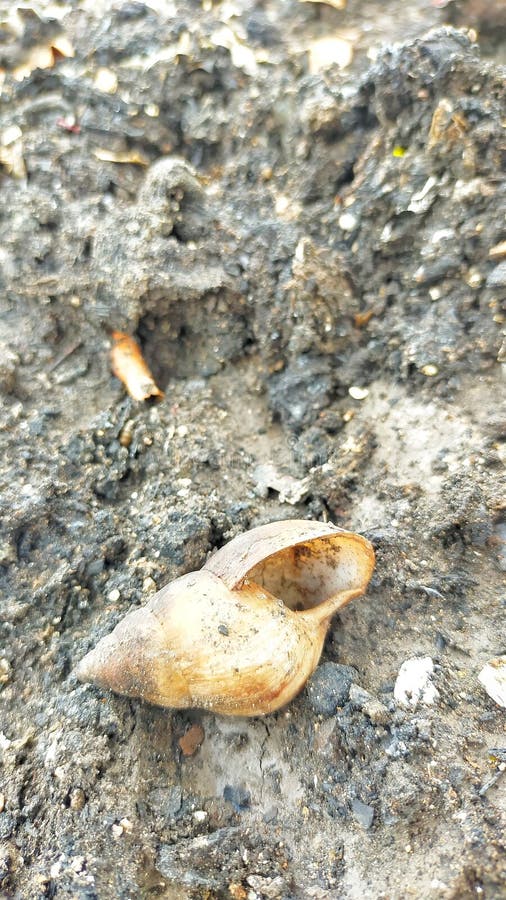 Snail Shells in Burnt Trash Areas Stock Photo - Image of shells, areas ...