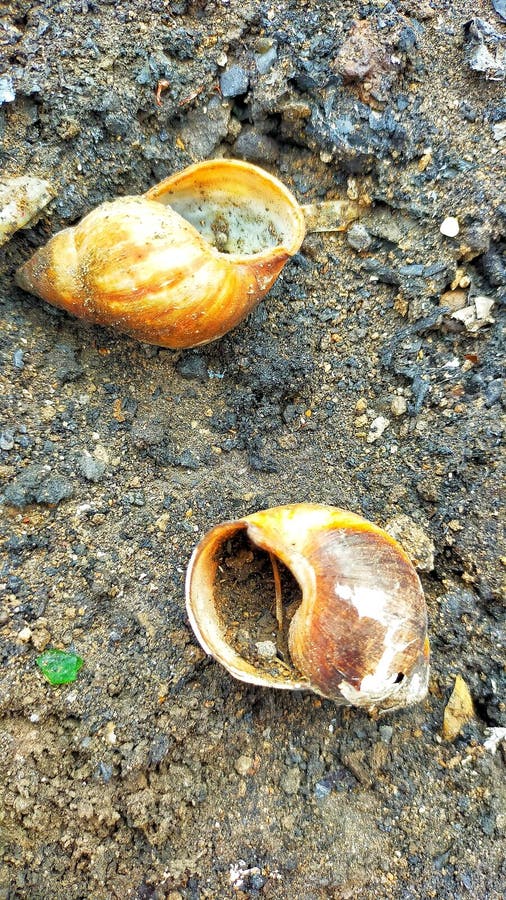 Snail Shells in Burnt Trash Areas Stock Image - Image of areas, shells ...