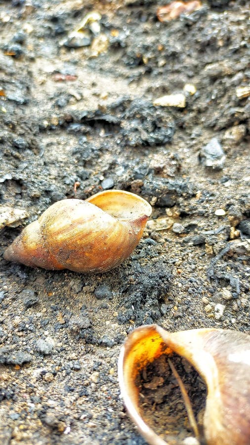 Snail Shells in Burnt Trash Areas Stock Image - Image of snail, burnt ...