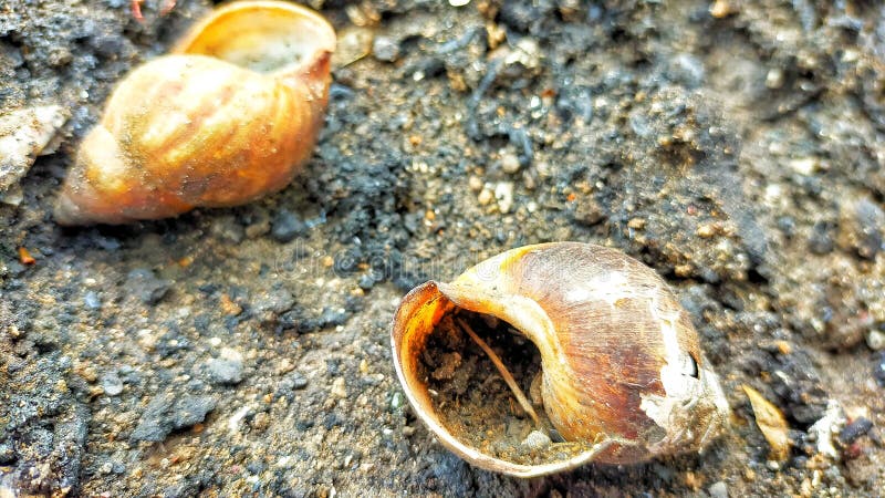 Snail Shells in Burnt Trash Areas Stock Image - Image of burnt, snail ...