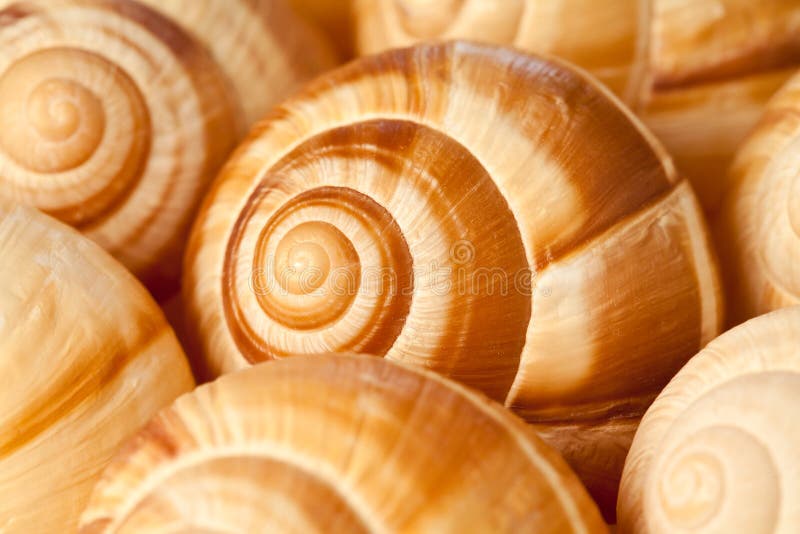 Snail Shells stock image. Image of snail, nature, black - 42100667