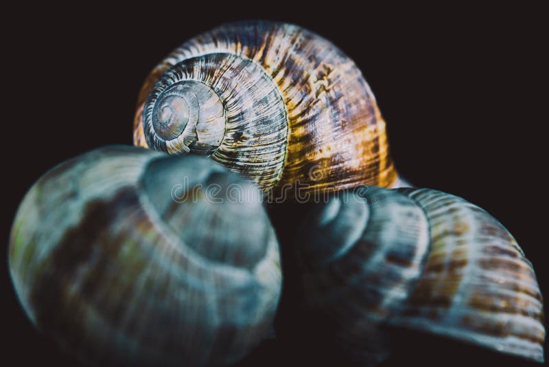 Snail Shells in Close Up. Still Life Photography Stock Photo - Image of ...