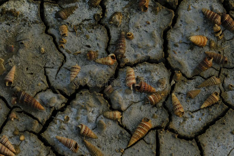 Snail Shells,conch on Dry Ground Stock Image - Image of ocean, shell ...