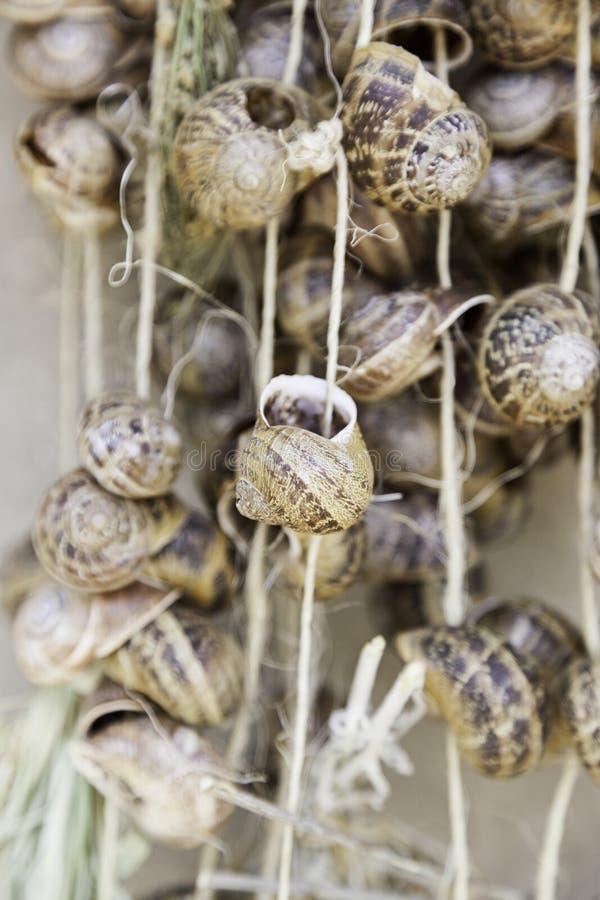 Snail Shells stock image. Image of animal, shell, sand - 36179709