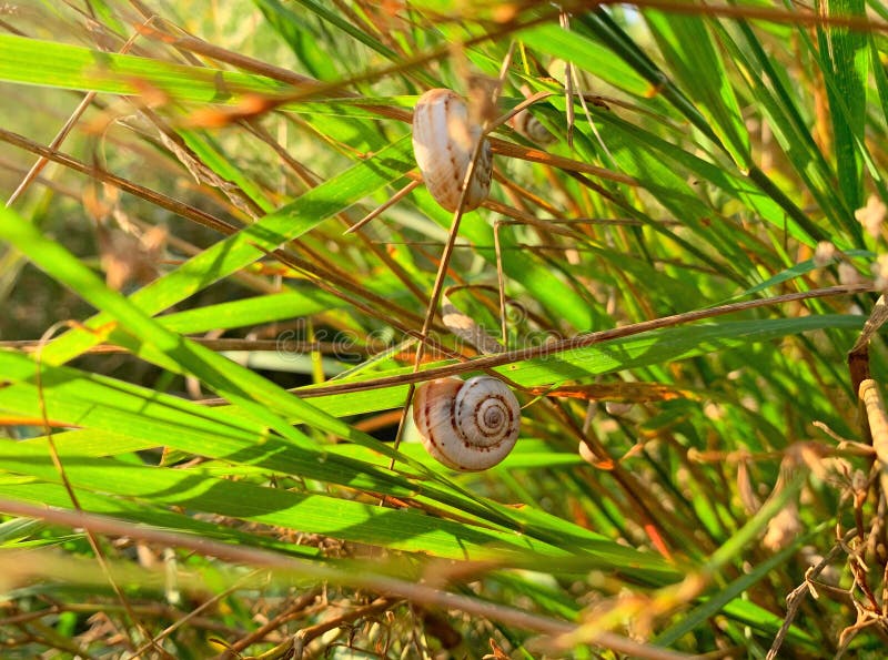 Snail Shells on Green Grass Stock Image - Image of beauty, cute: 155762565