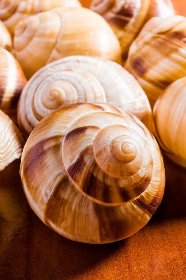 Snail Shells stock image. Image of cooking, mollusca - 39382757