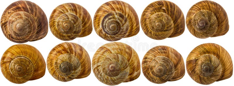 Snail Shella Stock Photos - Free & Royalty-Free Stock Photos from ...