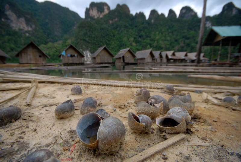 Snail shells in the lake. stock photo. Image of freshwater - 27488044