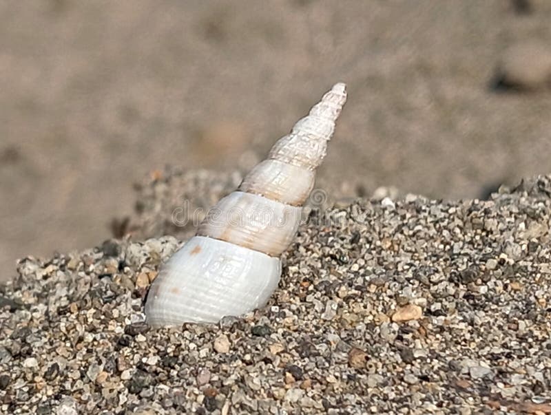 Snail Shells with Long Shells on a Pile of Seaside Sand. Stock Photo ...
