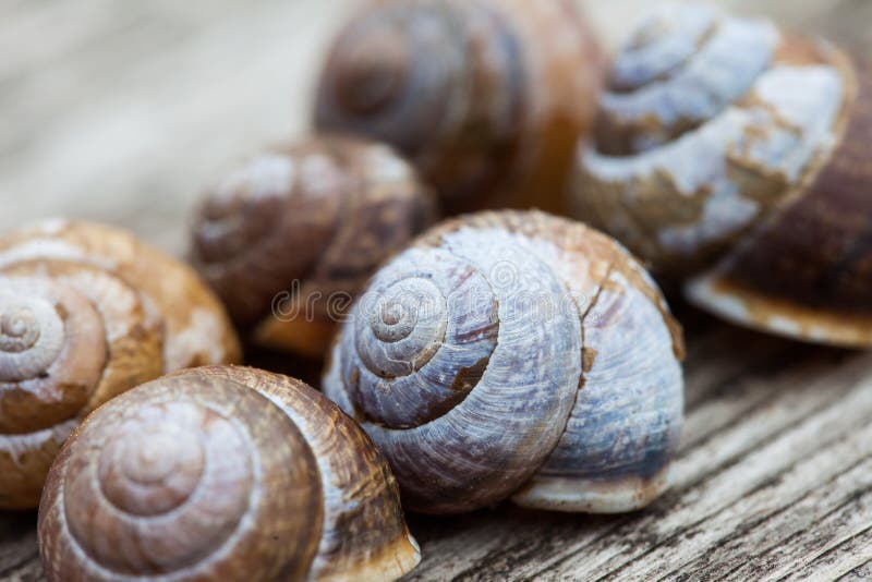 Snail Shells on Old Wood Plank Background Stock Photo - Image of shell ...