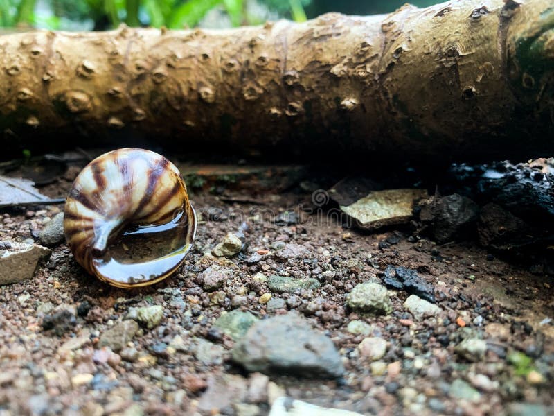 Abandoned Snail Shell on Forest after Rain Stock Image - Image of house ...