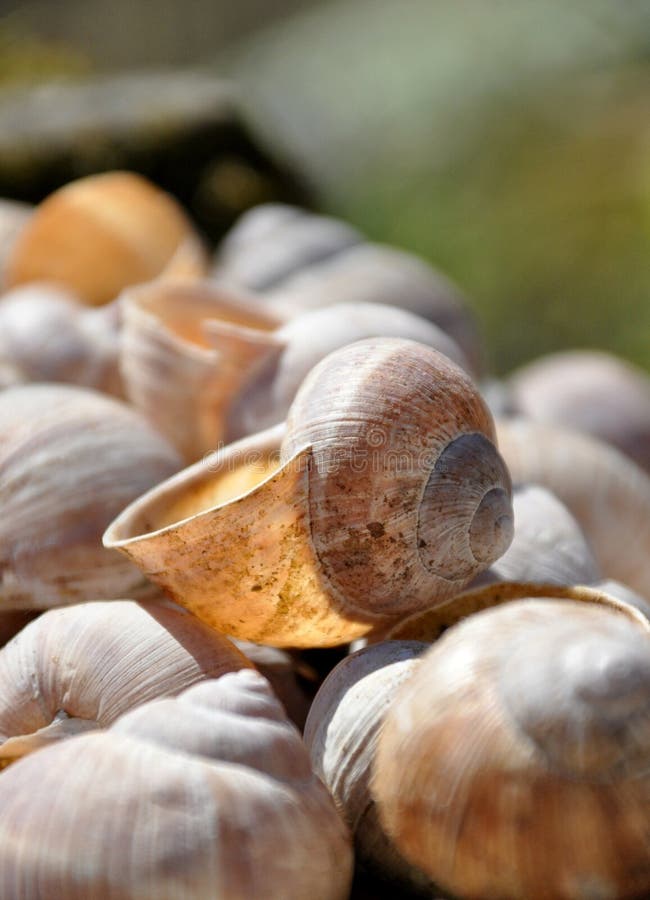 Snail shells stock image. Image of brown, shell, snail - 104787175