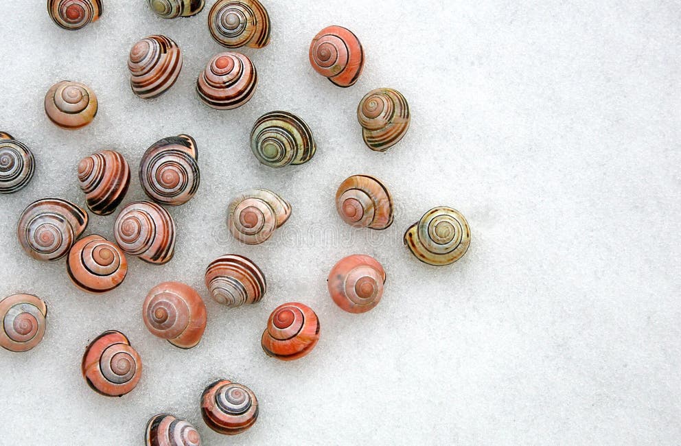 Snail shells on snow stock image. Image of stripes, xmas - 16996869