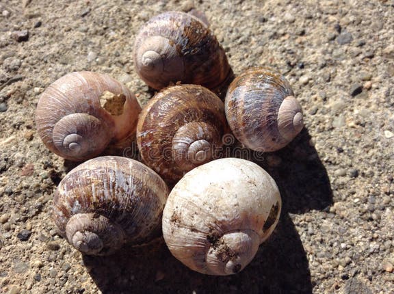 Snail shells stock image. Image of stone, snail, shells - 50580647