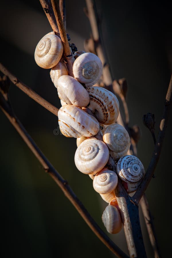 Snail Shells on a Tree Branch Stock Photo - Image of texture, closeup ...