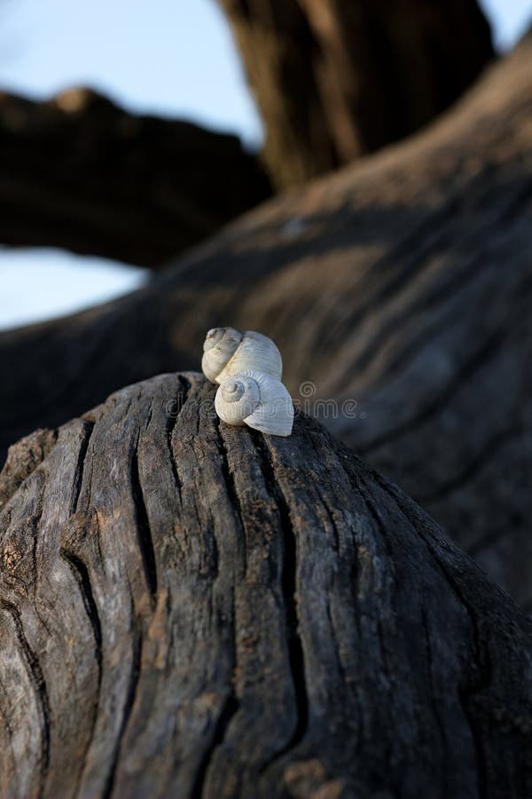 Snail shells stock photo. Image of shell, laying, snail - 84931086