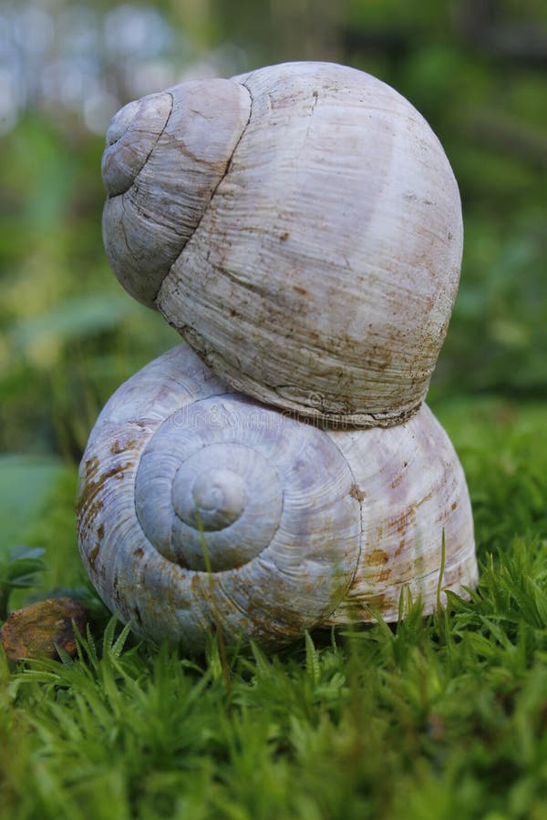 Snail shells stock image. Image of house, little, grass - 85341223