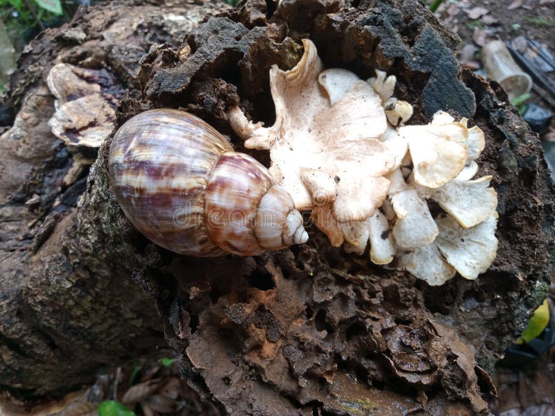 Snail Shells and Wood Mushrooms Stock Photo - Image of wood, snail ...