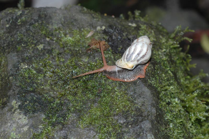 Snail side stock photo. Image of nature, agua, santa - 95839318