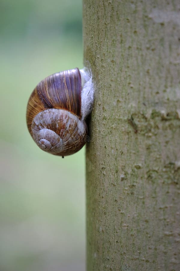 Snail on side of tree stock image. Image of climbing - 127957331