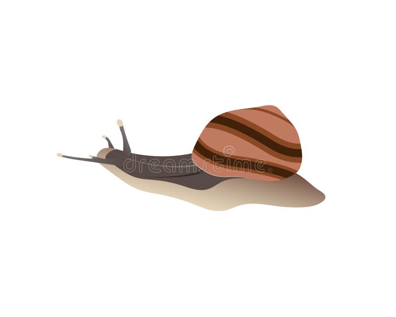 Snail. Side View on a White Isolated Background. Vector Illustration ...