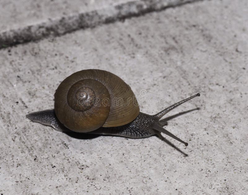 Snail on Sidewalk stock image. Image of sticky, snail - 51322441