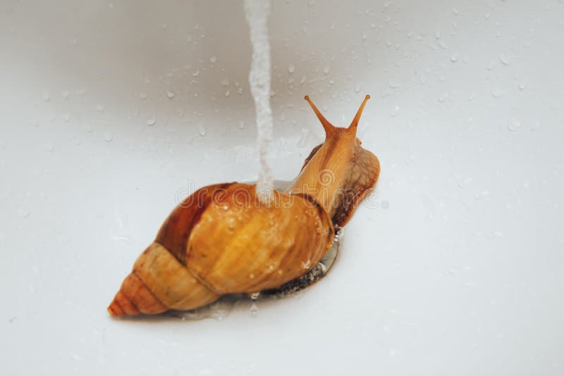 Snail Takes a Shower. Splashes and Water Drops. Stock Photo - Image of ...