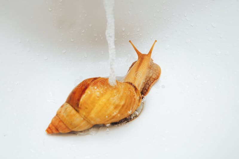 Snail Takes a Shower. Splashes and Water Drops. Stock Photo - Image of ...