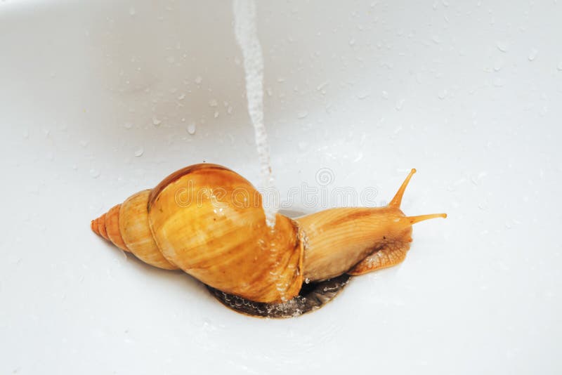 Snail Takes a Shower. Splashes and Water Drops. Stock Image - Image of ...