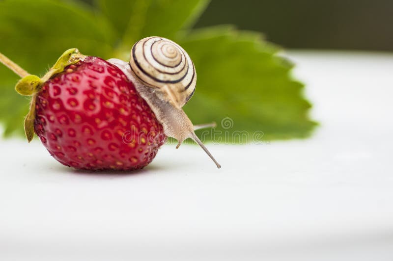 The Snail Sits on a Berries Stock Image - Image of green, cherries ...