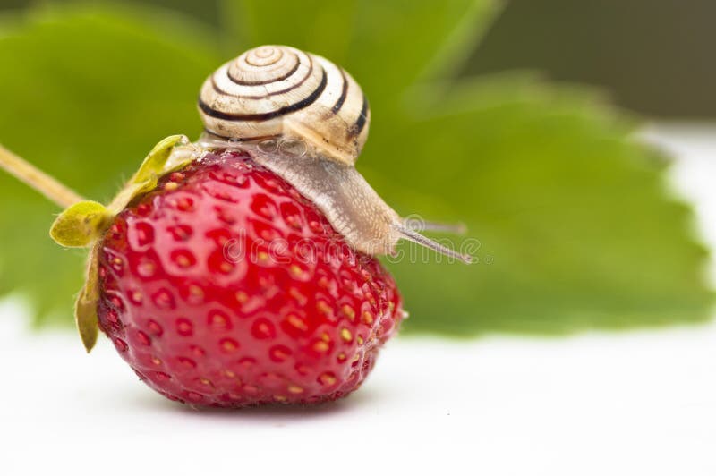 The Snail Sits on a Berries Stock Image - Image of crawling, village ...