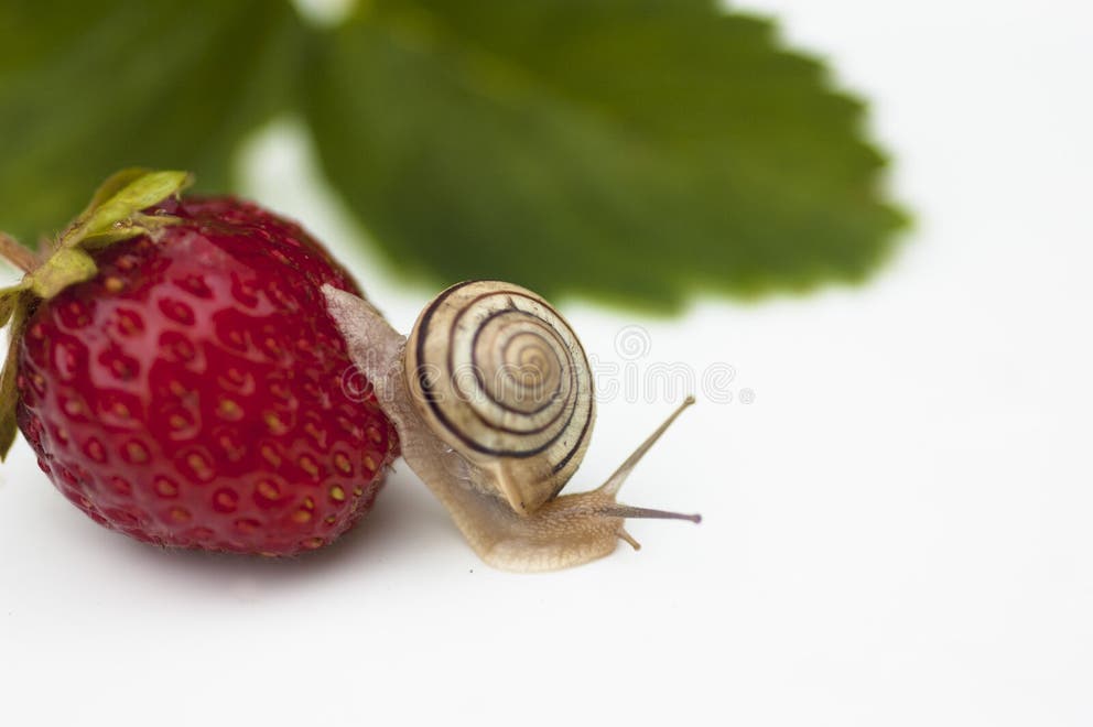 The Snail Sits on a Berries Stock Image - Image of yellow, snail: 93010523
