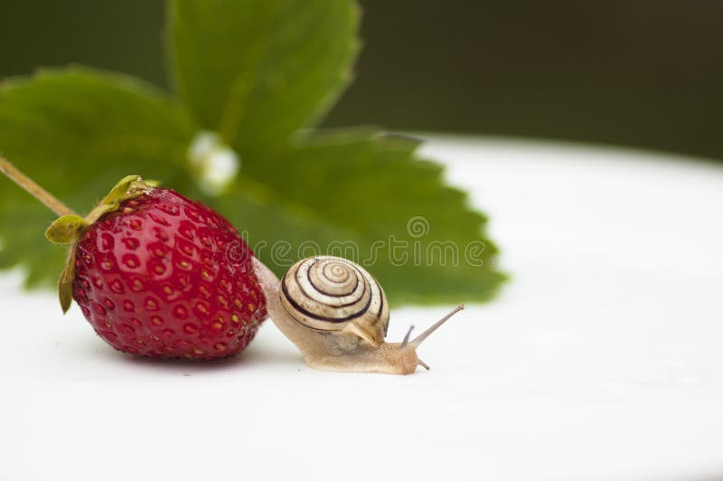 The Snail Sits on a Berries Stock Photo - Image of postcard, rest: 93010560