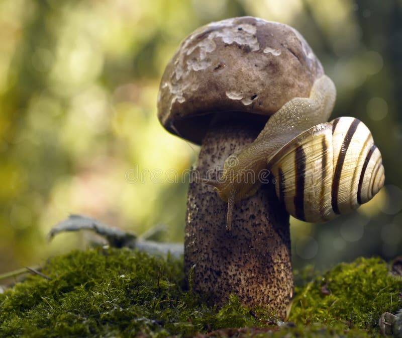 Snail on a mushroom stock image. Image of mushrooms - 101373911