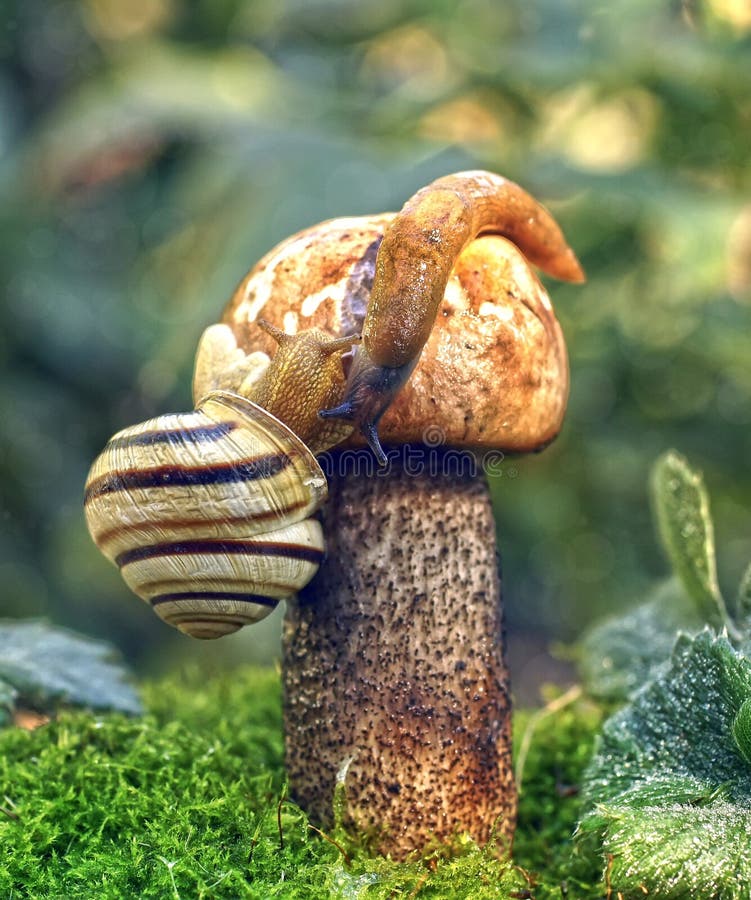 Snail on a mushroom stock image. Image of snail, mollusk - 101374841