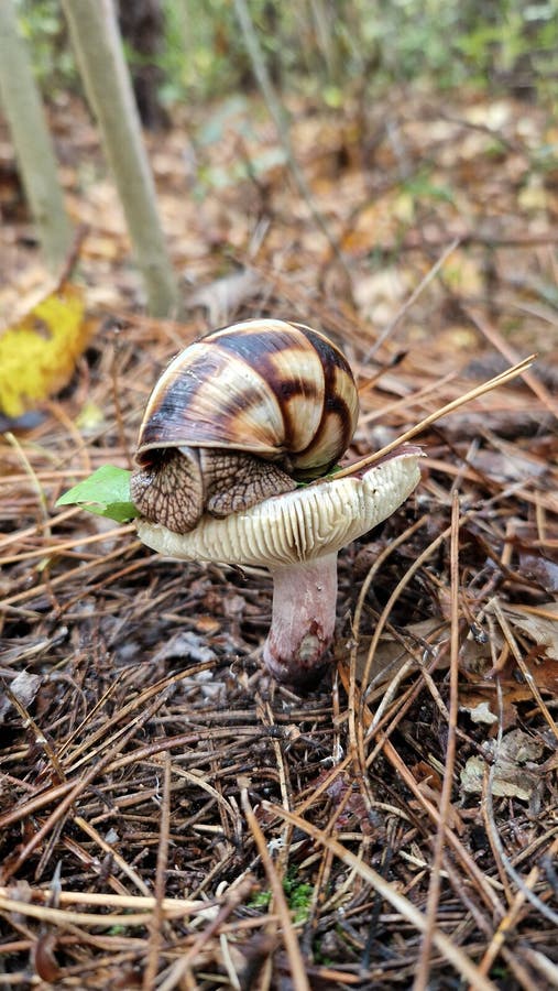 Snail Sitting on Mushroom Caps in the Forest Stock Photo - Image of ...