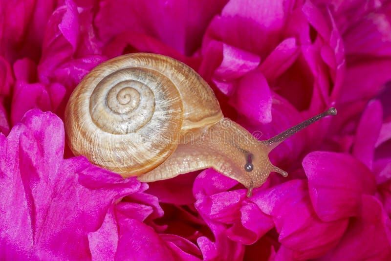 Snail Sitting on Purple Peony Stock Image - Image of curly, sitting ...
