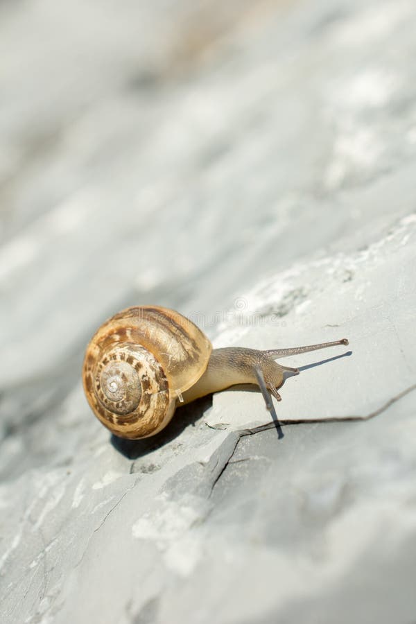 The Snail Slides Up Down the Stones Stock Photo - Image of snail, macro ...