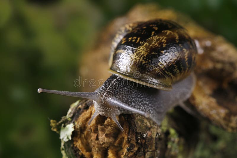 Snail sliding on a branch stock photo. Image of unctuous - 55812100