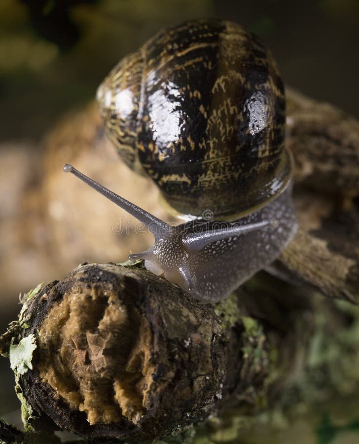 Snail sliding on a branch stock photo. Image of snail - 55812400
